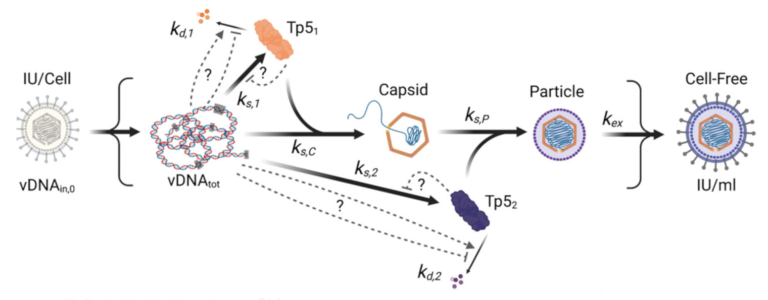 Computer Models | CSBL // Joint Department of Biomedical Engineering ...